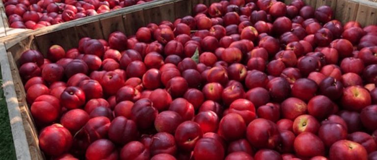 Wholesale Produce Farms & Partners | Riviera Produce