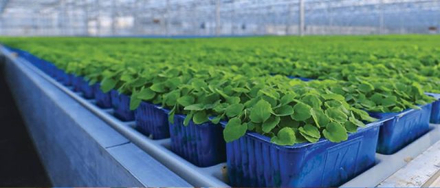 Wholesale Produce Farms & Partners | Riviera Produce