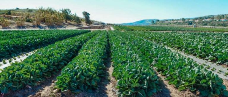 Wholesale Produce Farms & Partners | Riviera Produce
