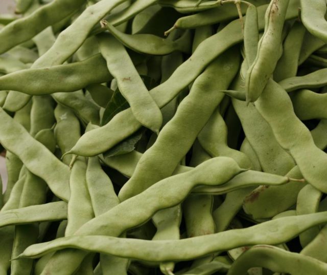 Spotting the Difference Between Romano Beans vs. Fava Beans | Riviera ...