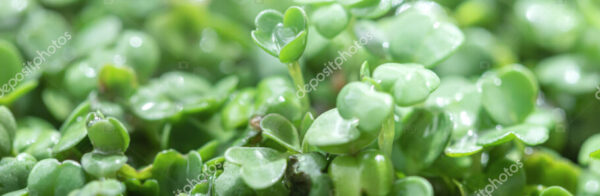 Fresh Origins | Riviera Produce