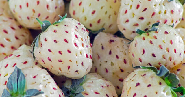 Berries Fruit Guide: What’s in Season in NYC